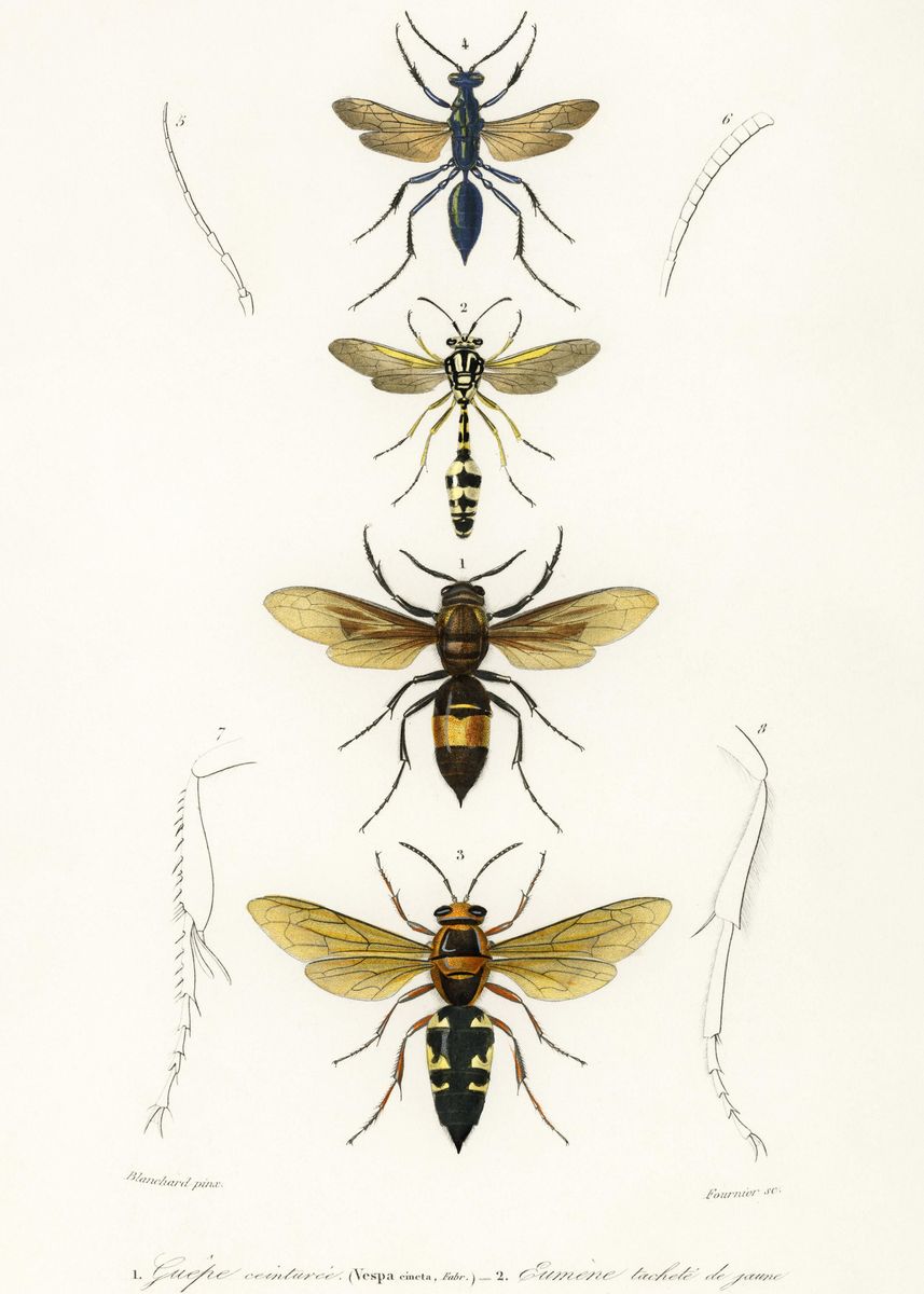 'Different Types Of Wasps I' Poster, picture, metal print, paint by ...