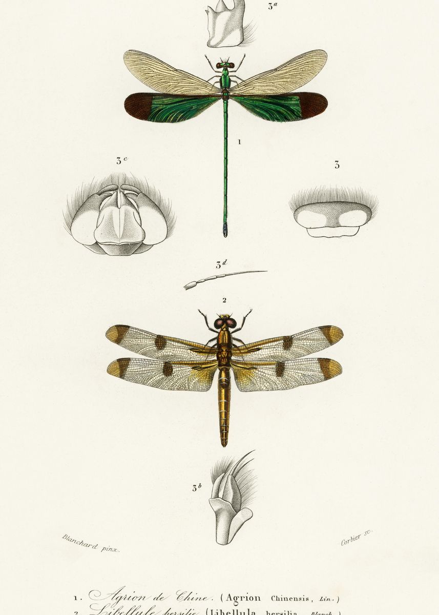 'Different Types Of Dragonf' Poster by This Is Earth | Displate