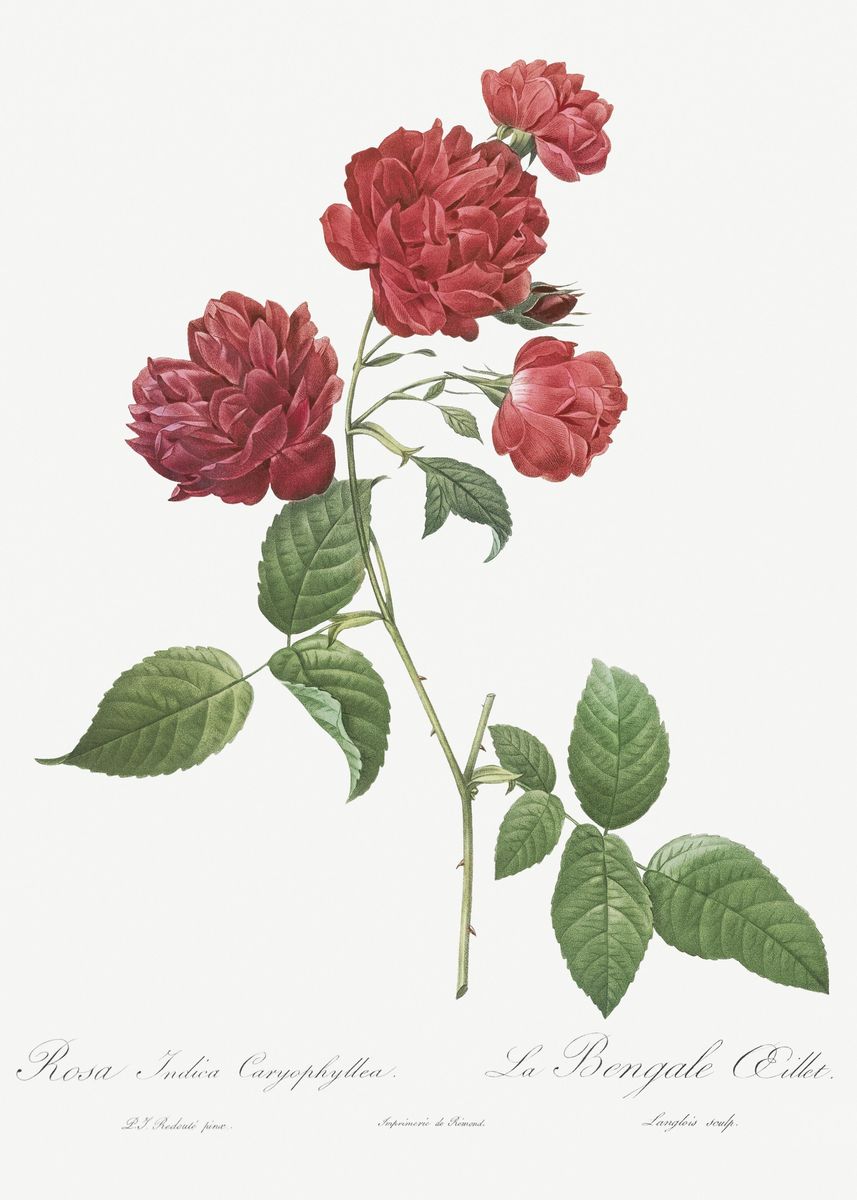 'Red Cabbage Rose In Bloom' Poster by This Is Earth | Displate