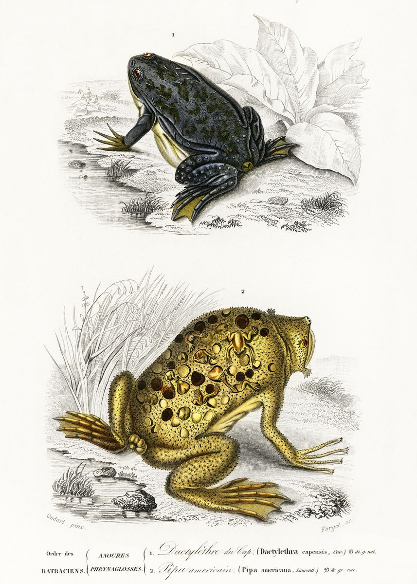 'Shrinking Frog Pseudis Mer' Poster, picture, metal print, paint by ...