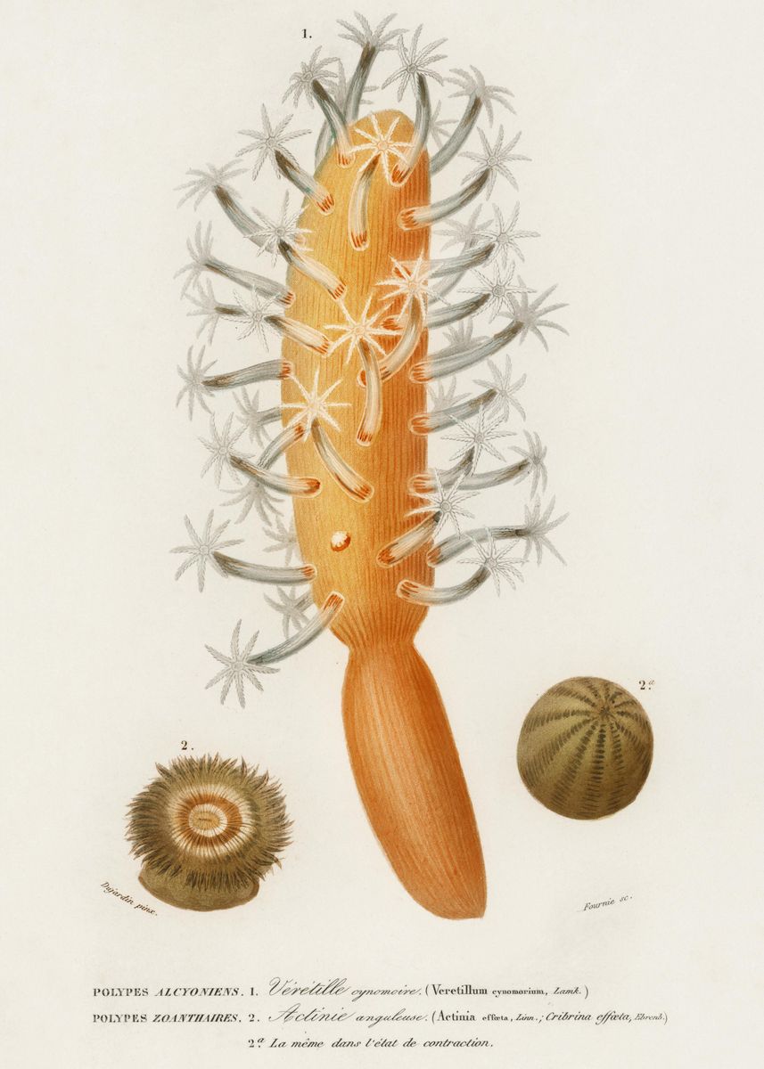 'Veretillum Cynomorium Sea ' Poster, picture, metal print, paint by ...