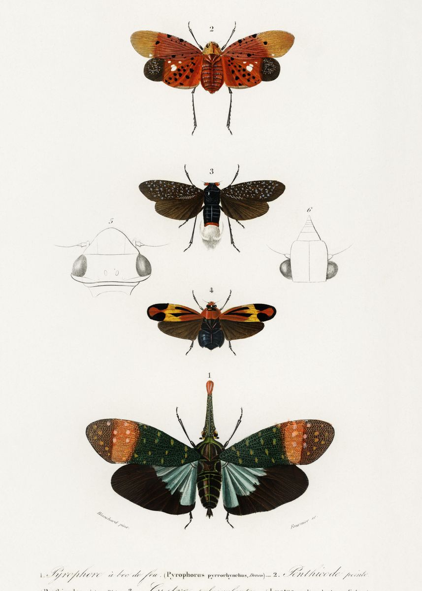 'Collection Of Moths Illust' Poster, picture, metal print, paint by ...