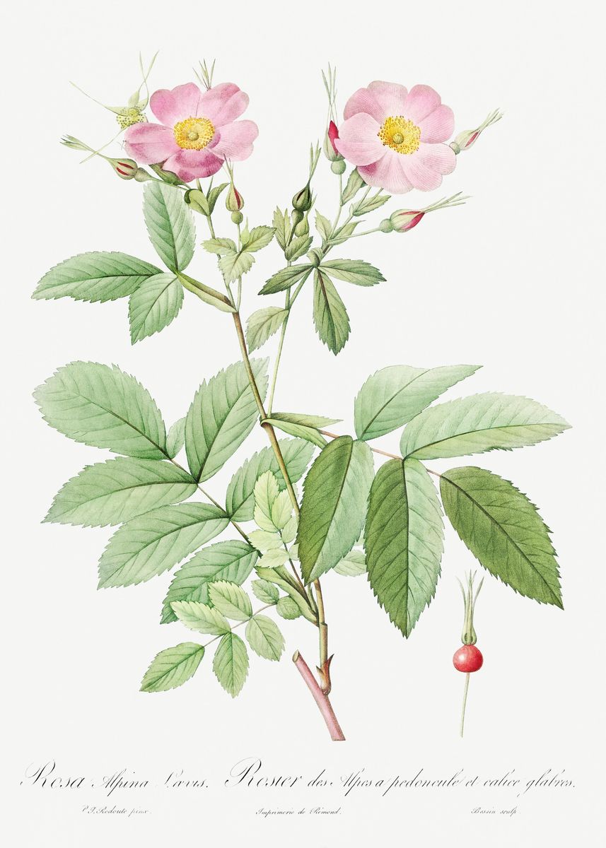 'Pink Alpine Roses' Poster, picture, metal print, paint by This Is ...