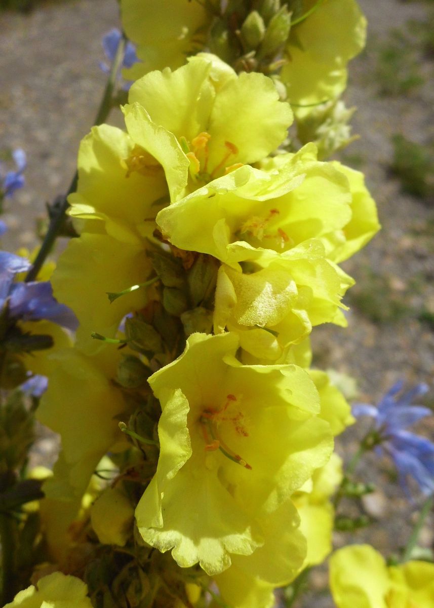 'Mallow fragility' Poster, picture, metal print, paint by Edy Art Space ...