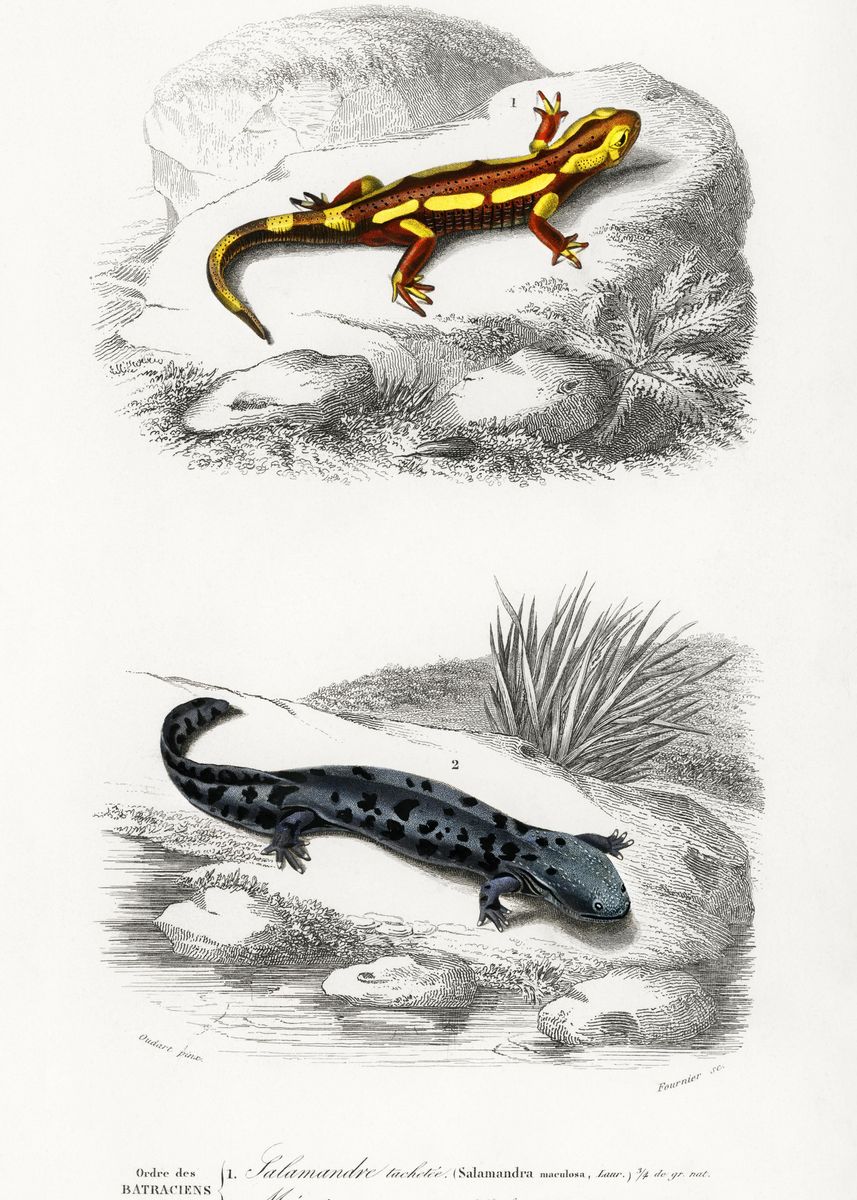 'Fire Salamander Salamandra' Poster, picture, metal print, paint by ...