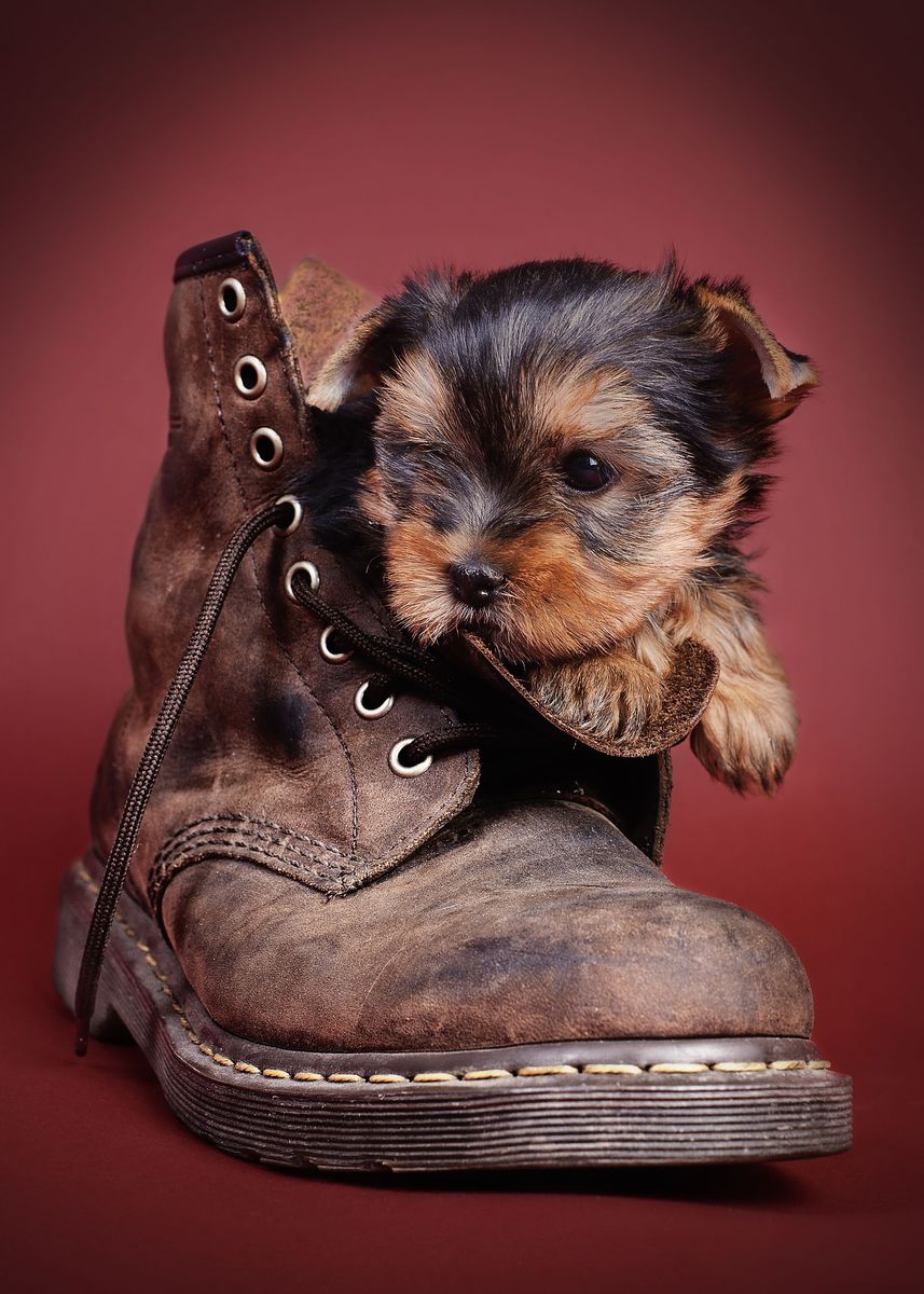 'Yorkie boots' Poster, picture, metal print, paint by PetsArt Design ...