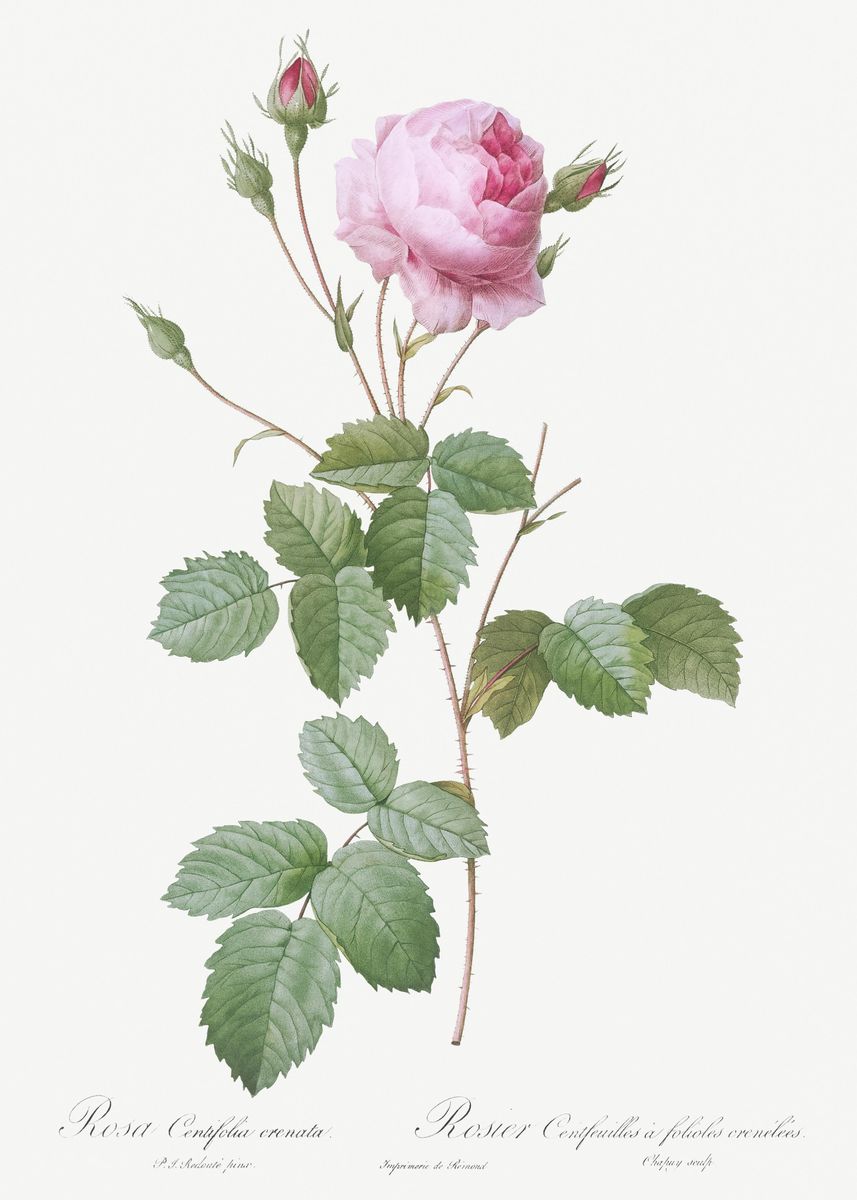 'Pink Provence Rose' Poster, picture, metal print, paint by This Is ...