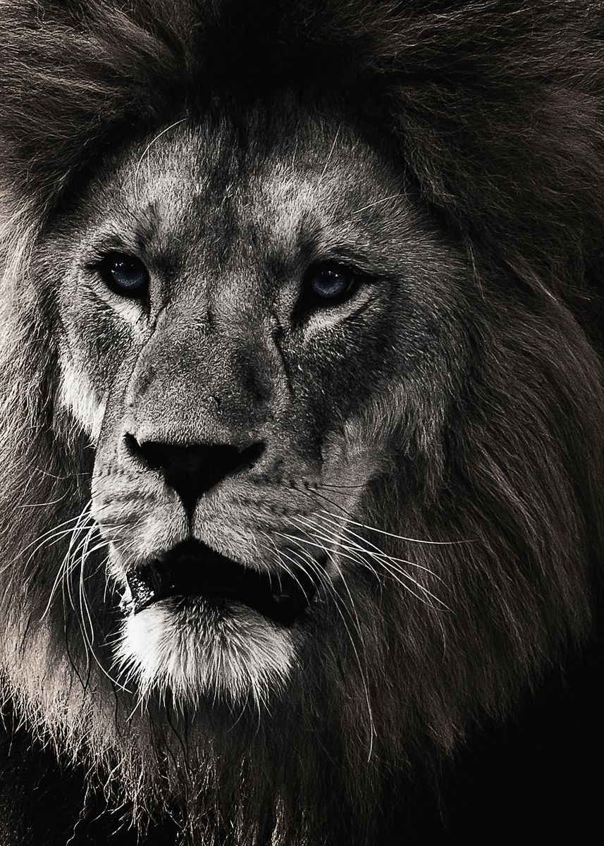 'wild lion head poster ' Poster, picture, metal print, paint by mk ...