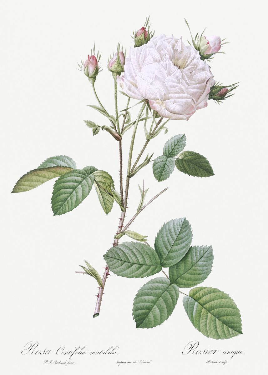 'White Provence Rose' Poster by This Is Earth | Displate