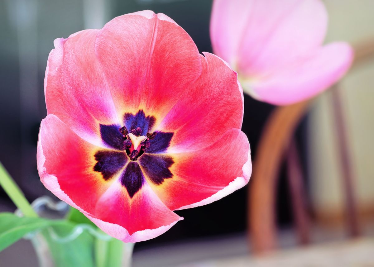 'Deep Pink Tulip' Poster by Art Shack | Displate