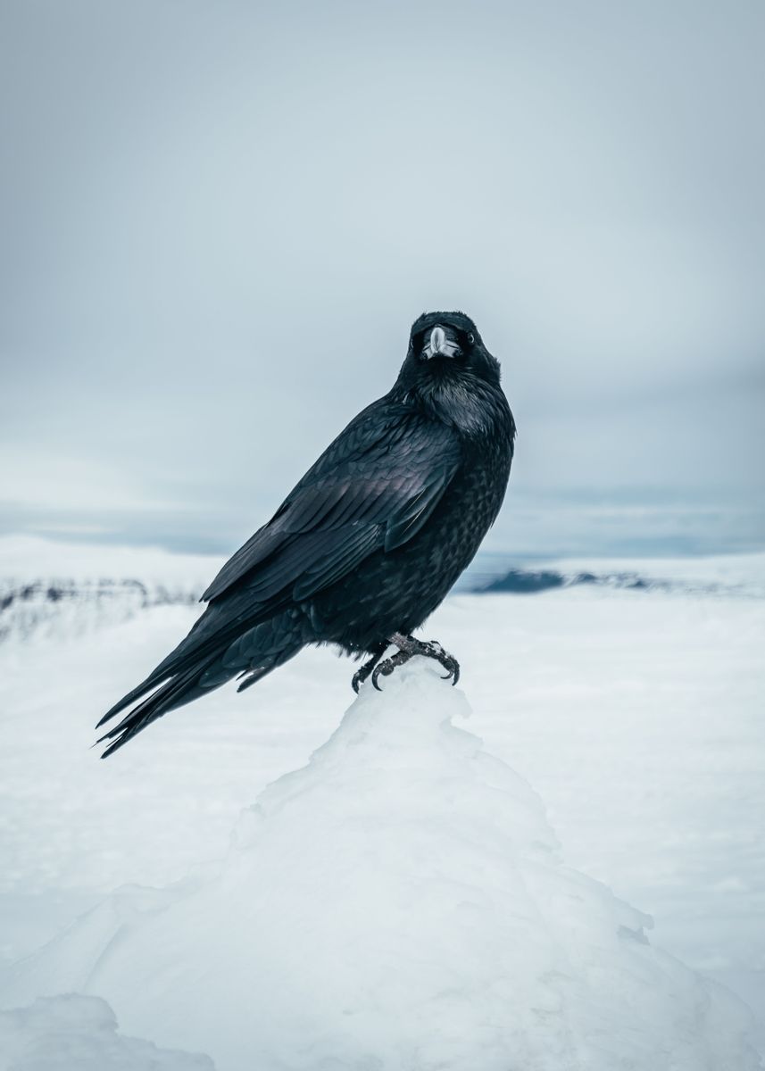 'Iceland Raven' Poster, picture, metal print, paint by Robin Doering ...