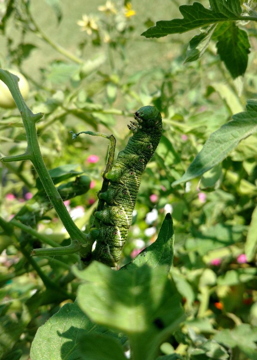 'Caterpillar' Poster, picture, metal print, paint by Dennis Begnoche ...