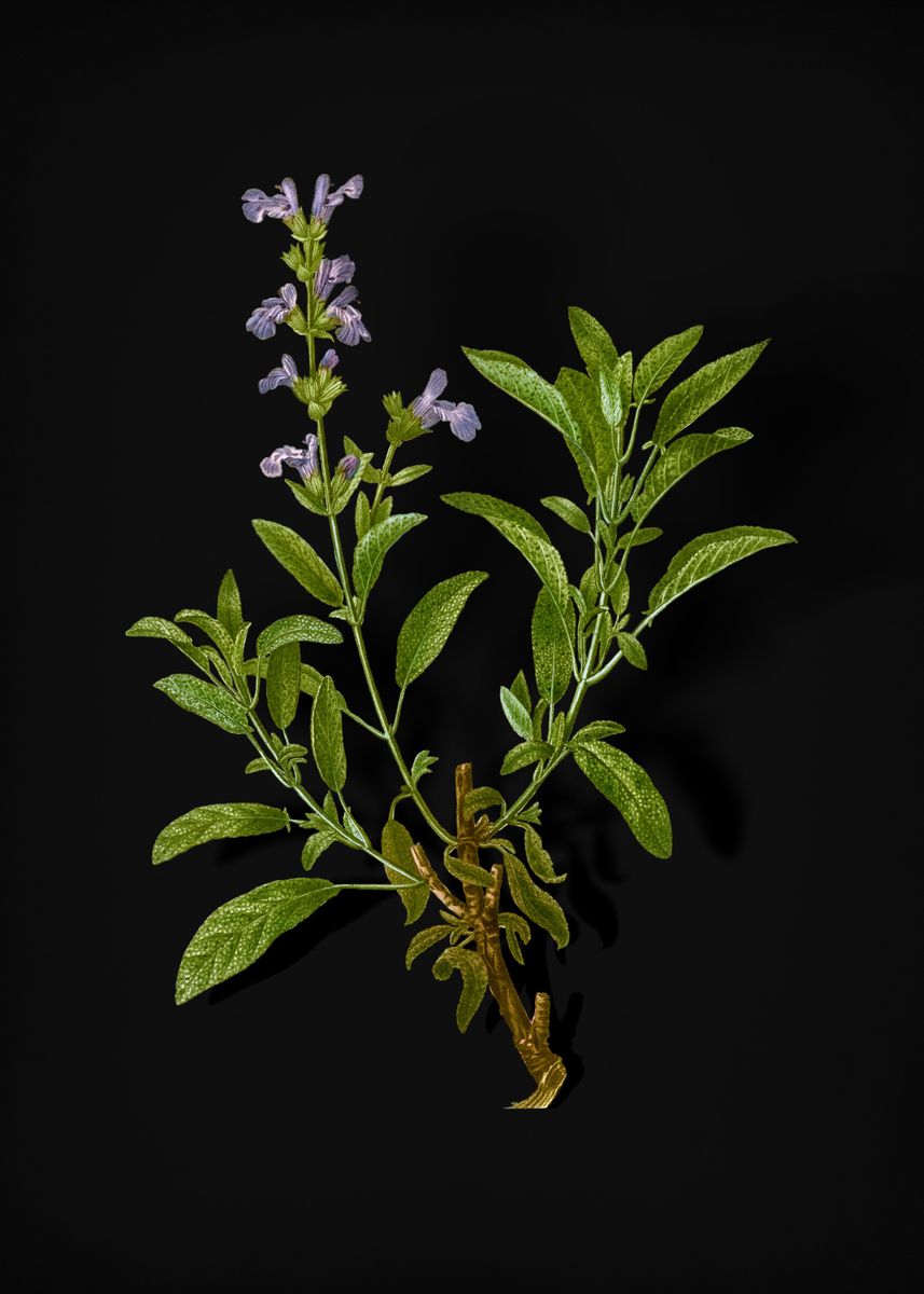 'Vintage Garden Sage' Poster by Holy Rock Design | Displate