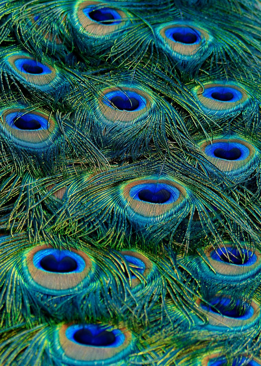 'father Peacock colorposter' Poster, picture, metal print, paint by mk ...