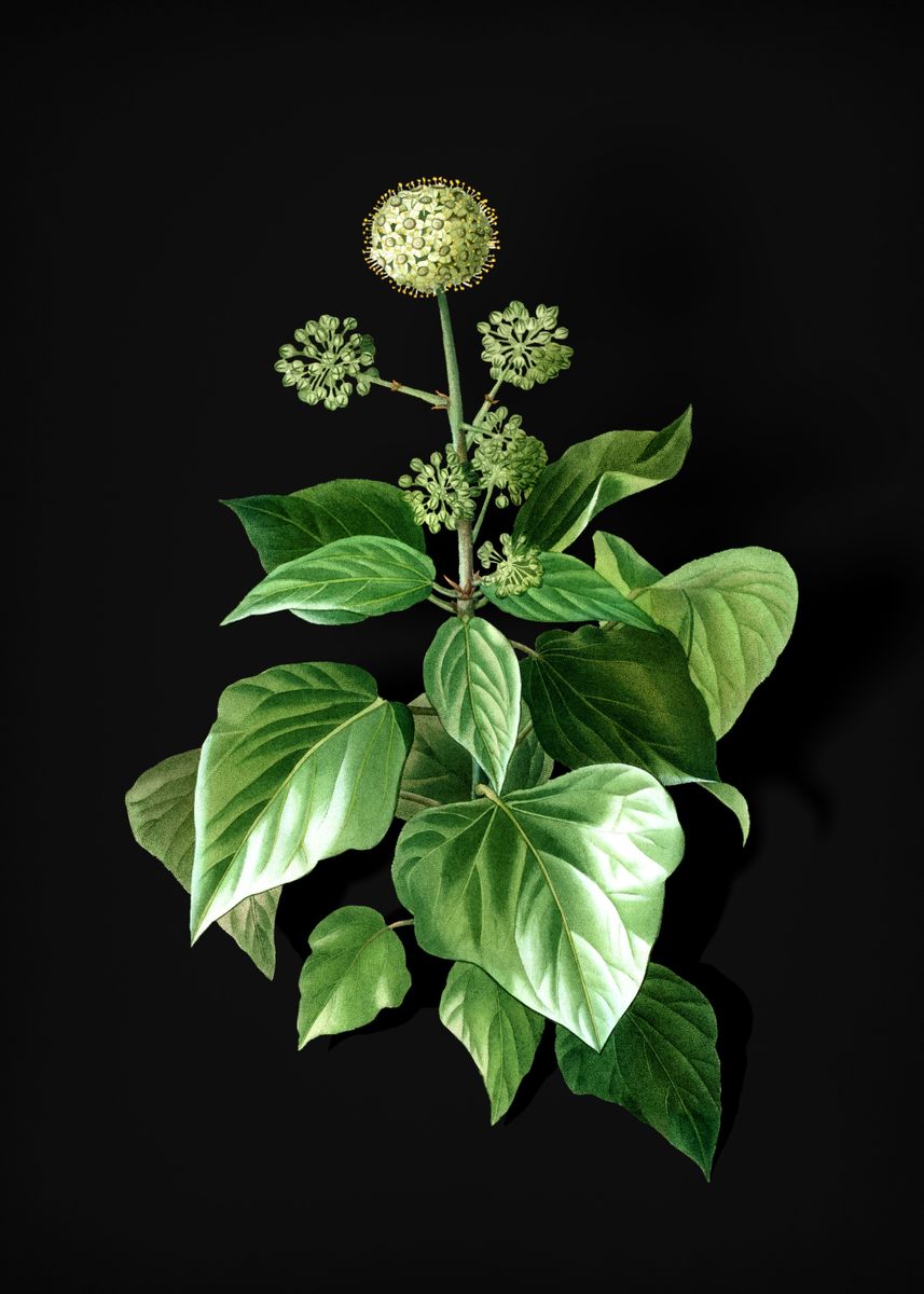 'Vintage Common Ivy' Poster, picture, metal print, paint by Holy Rock ...