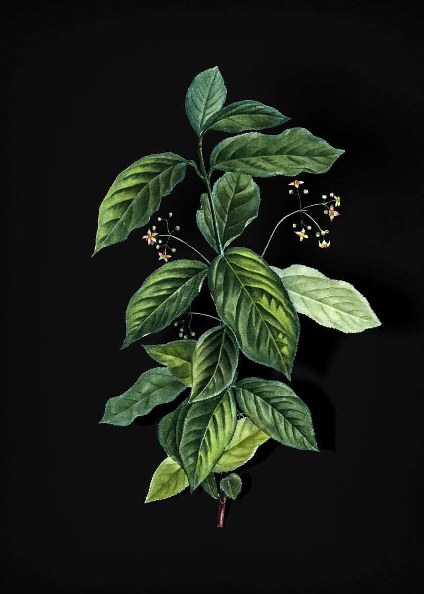 'Vintage Broadleaf Spindle' Poster by Holy Rock Design | Displate