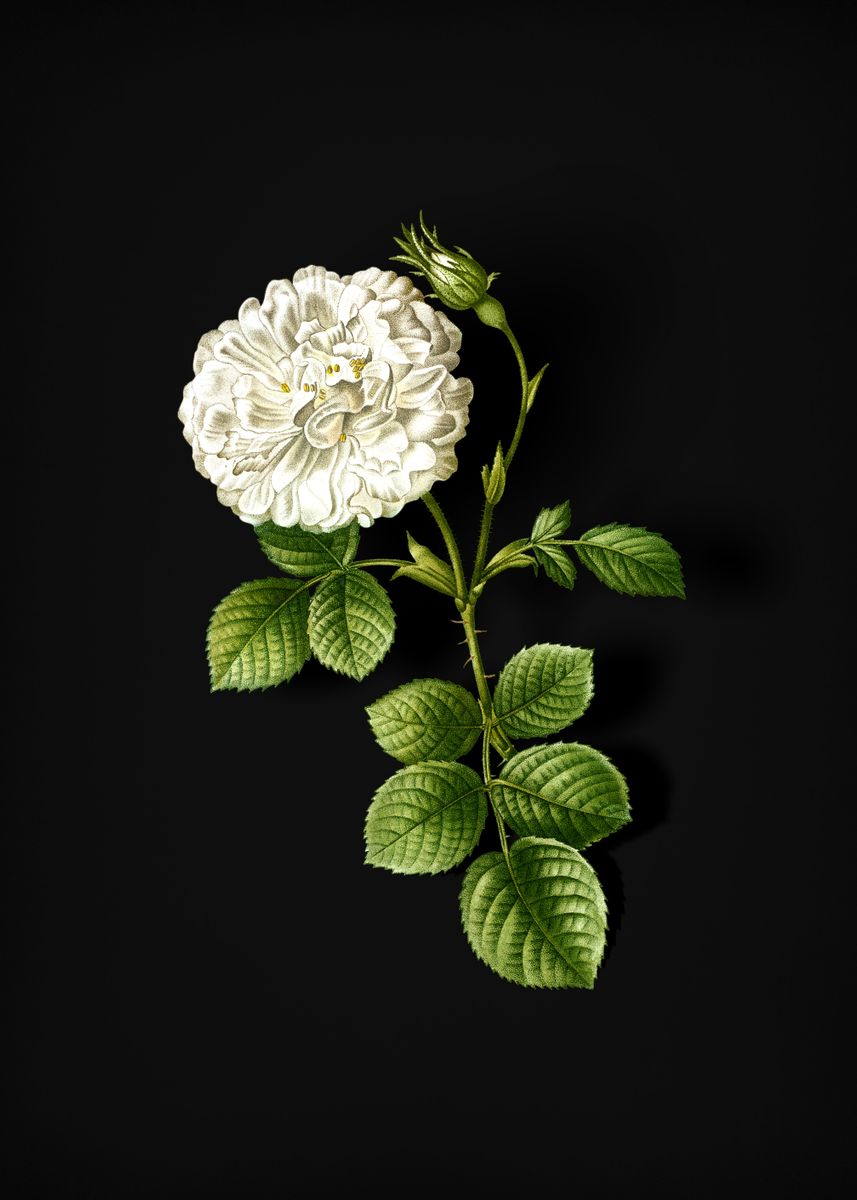 'Vintage White Rose of York' Poster, picture, metal print, paint by ...