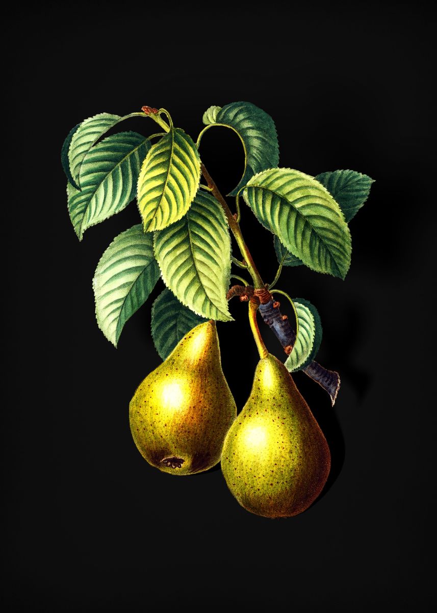'Vintage Pear ' Poster, picture, metal print, paint by Holy Rock Design ...
