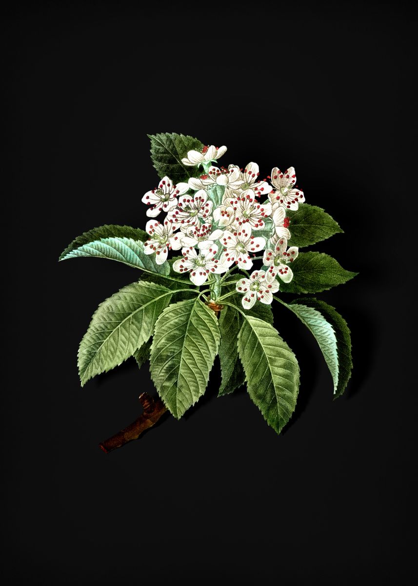 'Vintage Shipova' Poster, picture, metal print, paint by Holy Rock ...