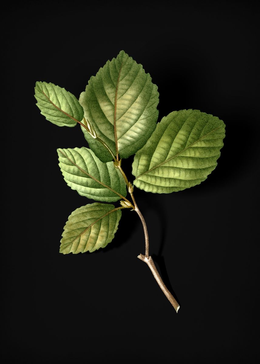 'Vintage Witch Hazel' Poster by Holy Rock Design | Displate