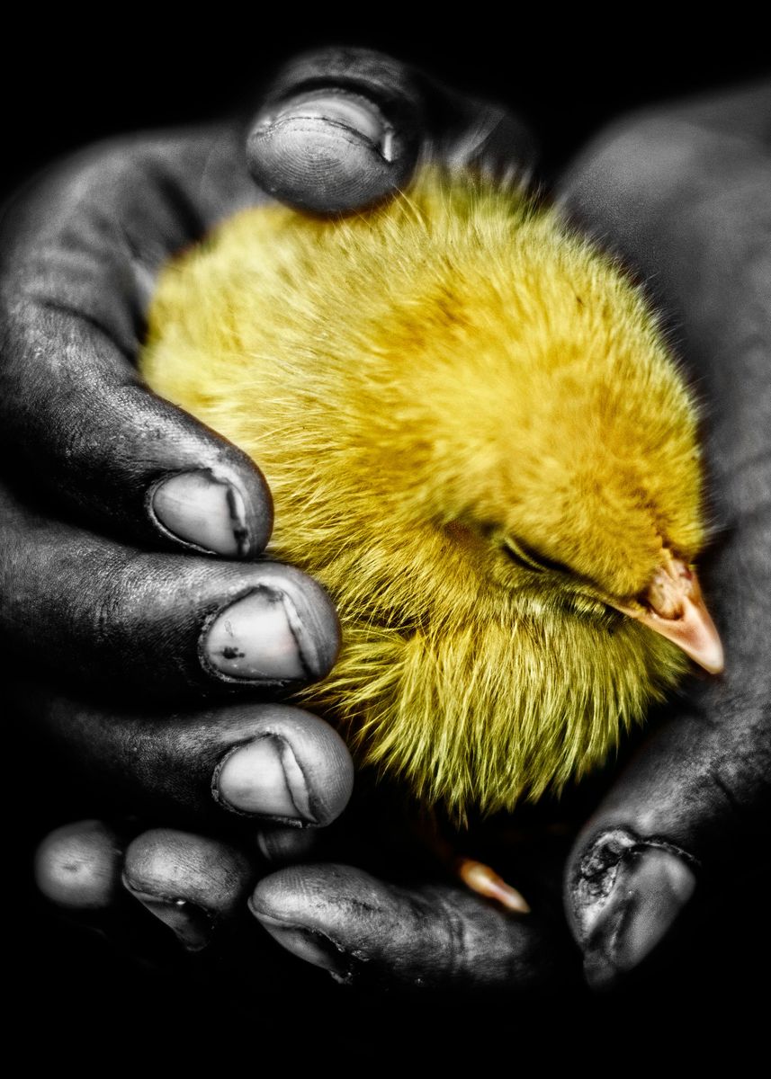 'Chick on hands poster ' Poster, picture, metal print, paint by mk ...