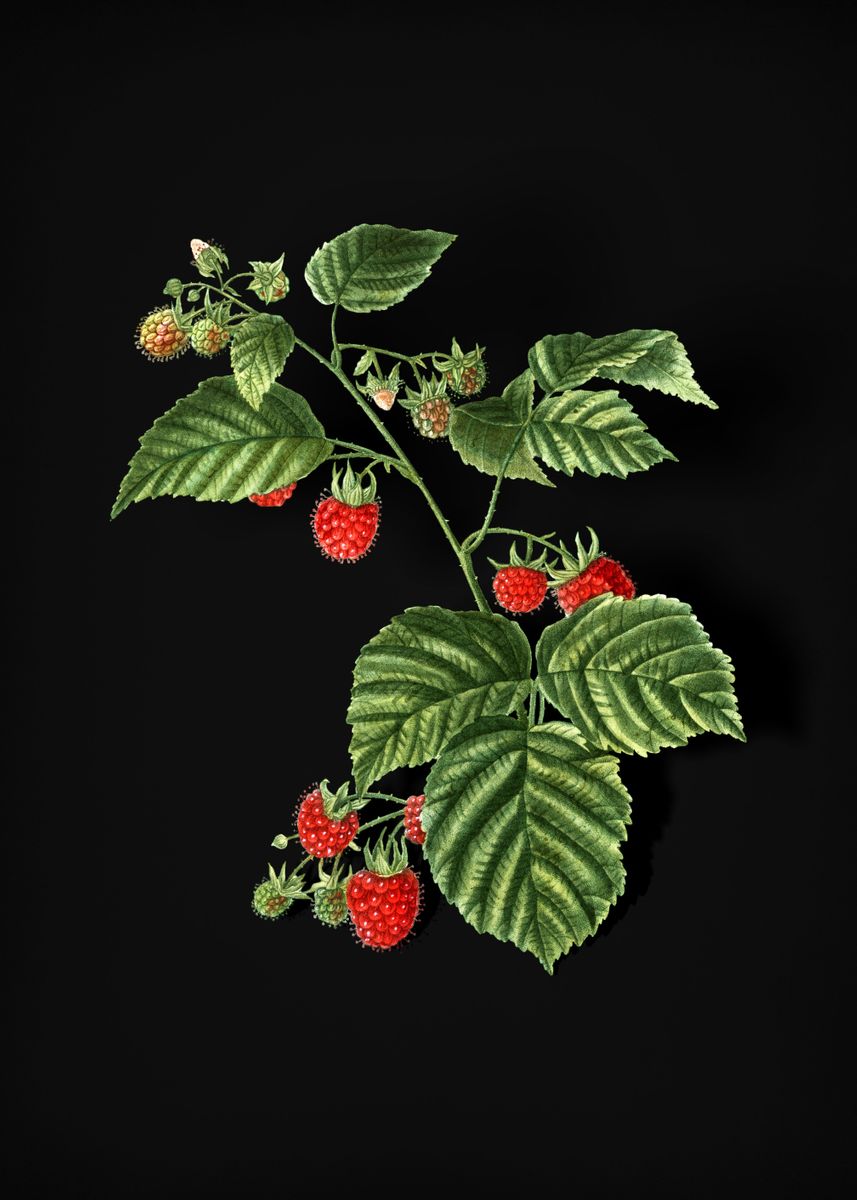 'Vintage Raspberry' Poster, picture, metal print, paint by Holy Rock ...