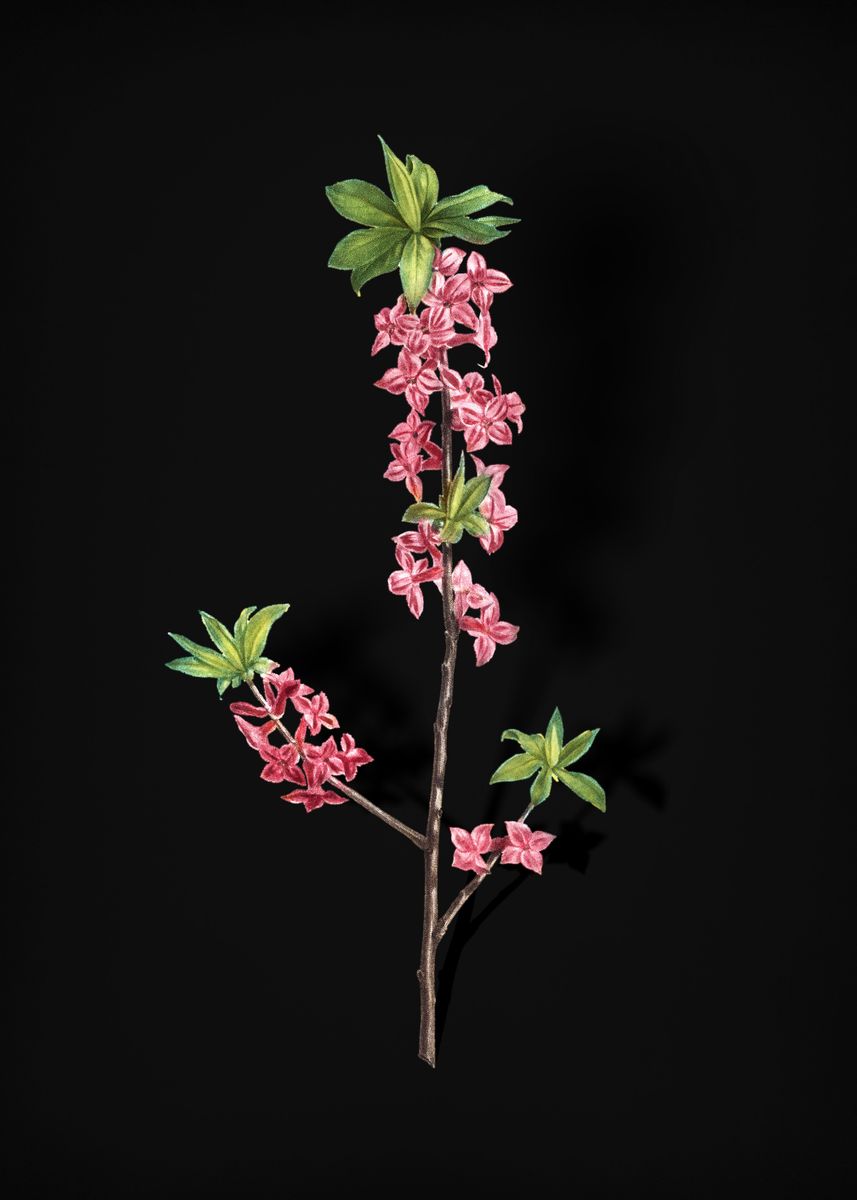 'February Daphne Flowers ' Poster, picture, metal print, paint by Holy ...