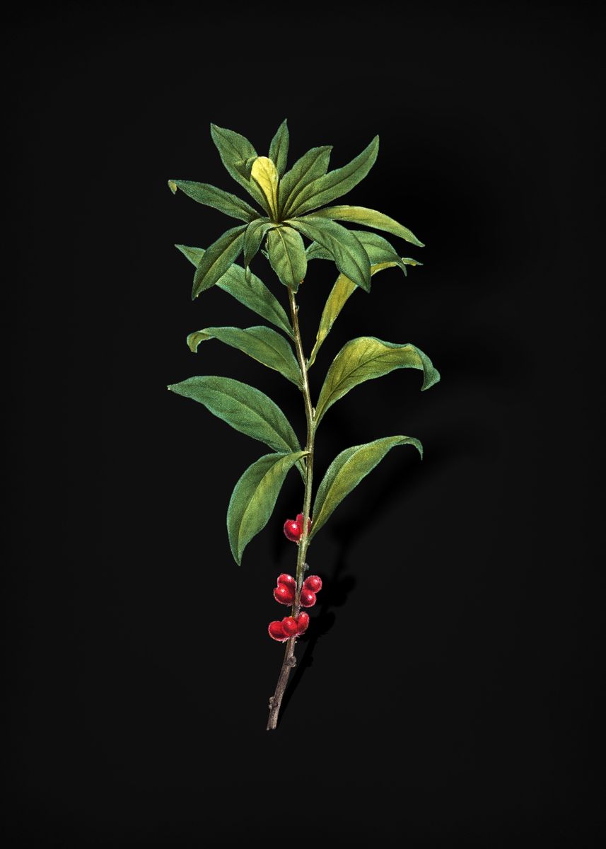 'February Daphne Flowers ' Poster, picture, metal print, paint by Holy ...