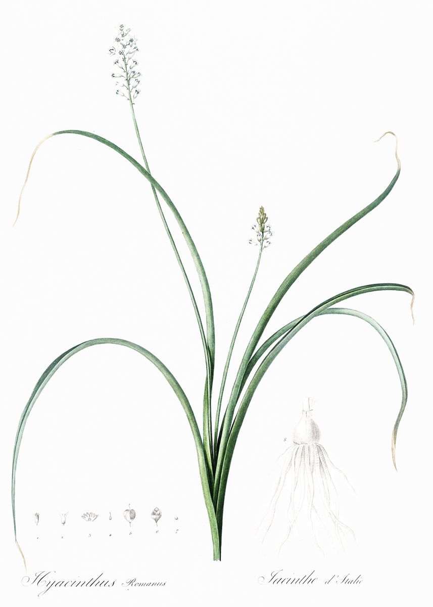 'Roman Hyacinth Illustratio' Poster, picture, metal print, paint by ...
