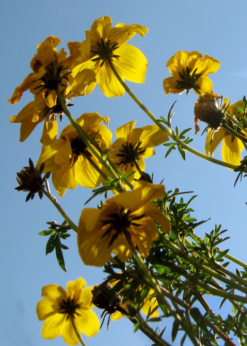 'Summer Sky Flowers 4' Poster by Jaeda DeWalt | Displate
