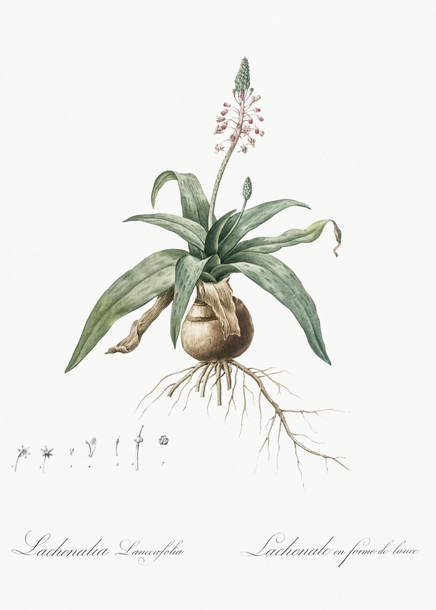 'Lachenalia Lanceaefolia Il' Poster, picture, metal print, paint by ...