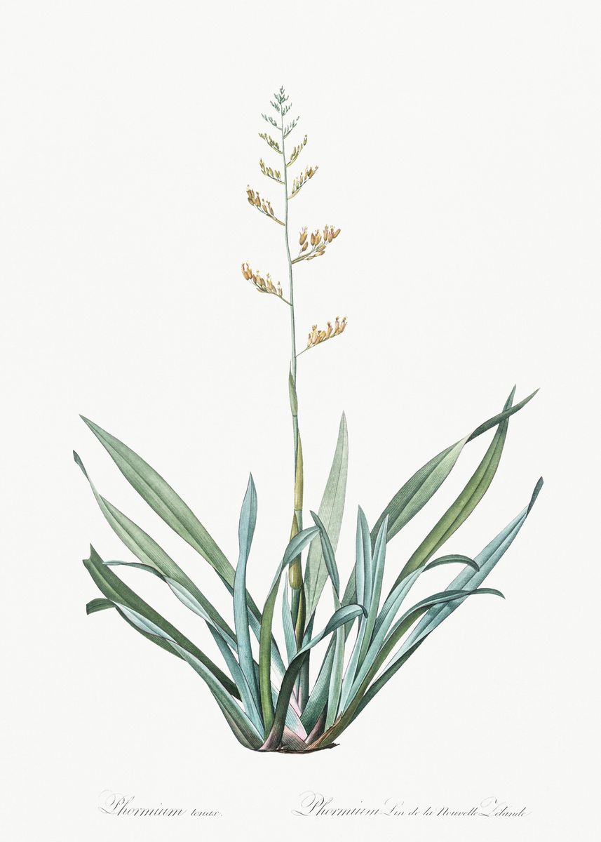 'New Zealand Flax Illustrat' Poster, picture, metal print, paint by ...
