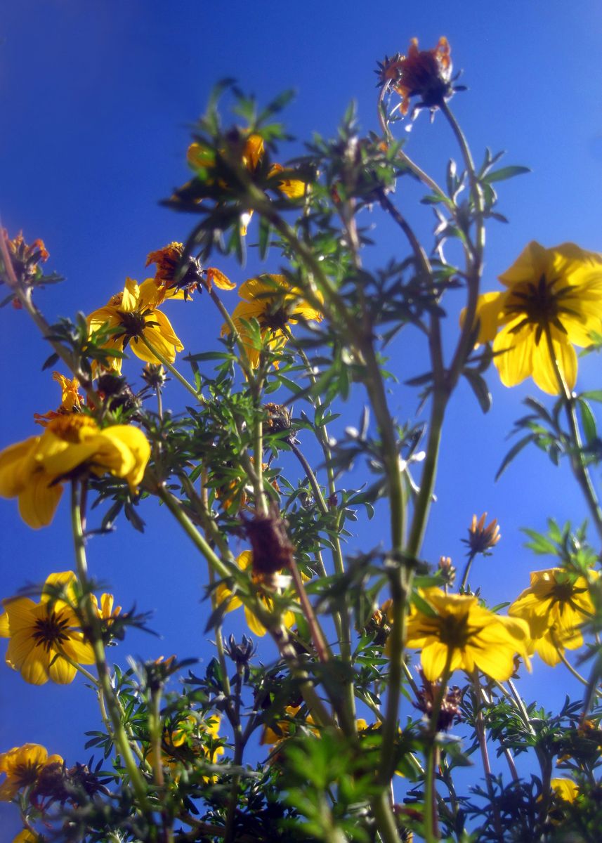 'Summer Sky Garden 2' Poster by Jaeda DeWalt | Displate