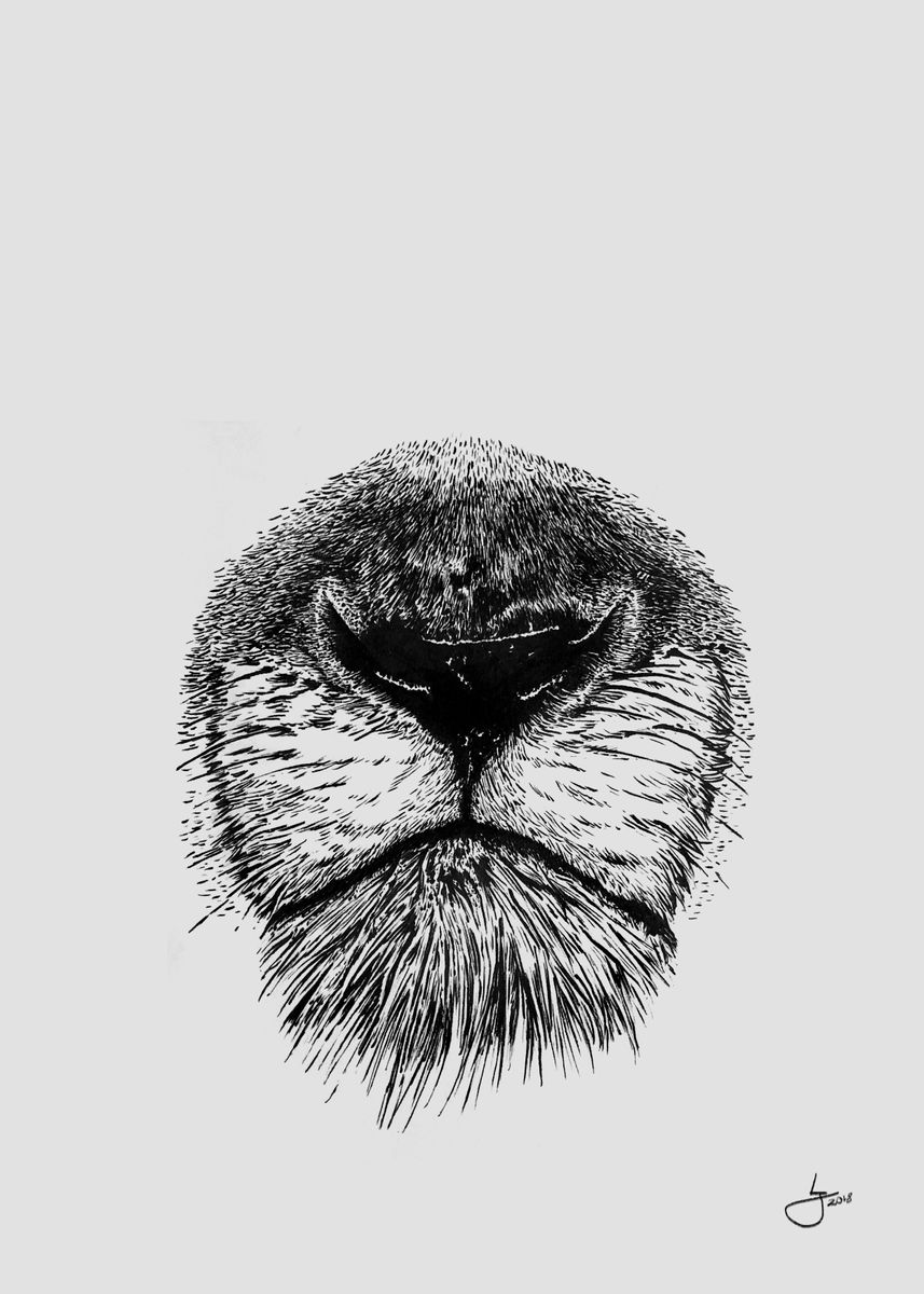 'Lion Snout' Poster, picture, metal print, paint by Lourens Swanepoel ...