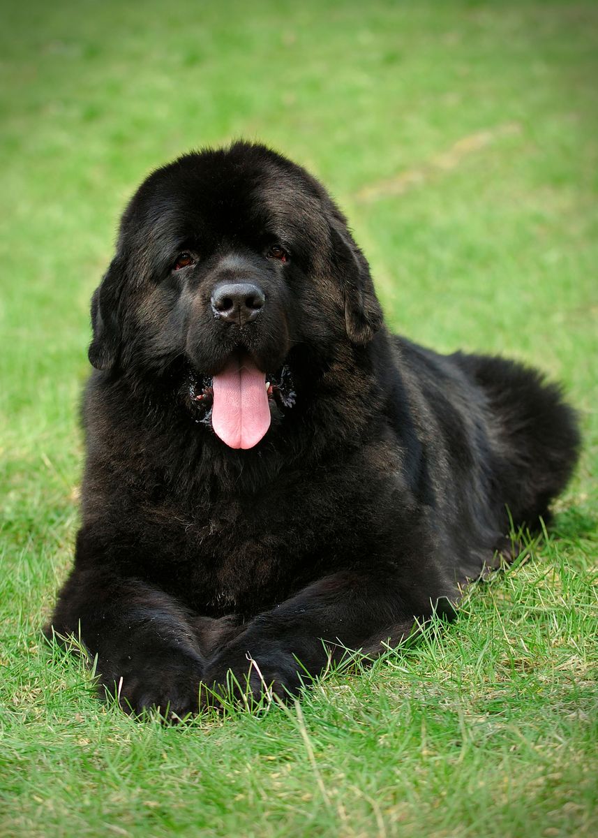'Newfoundland dog portrait ' Poster, picture, metal print, paint by ...