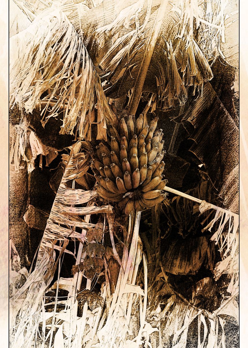 'Banana Tree Poster' Poster, picture, metal print, paint by Dennis ...