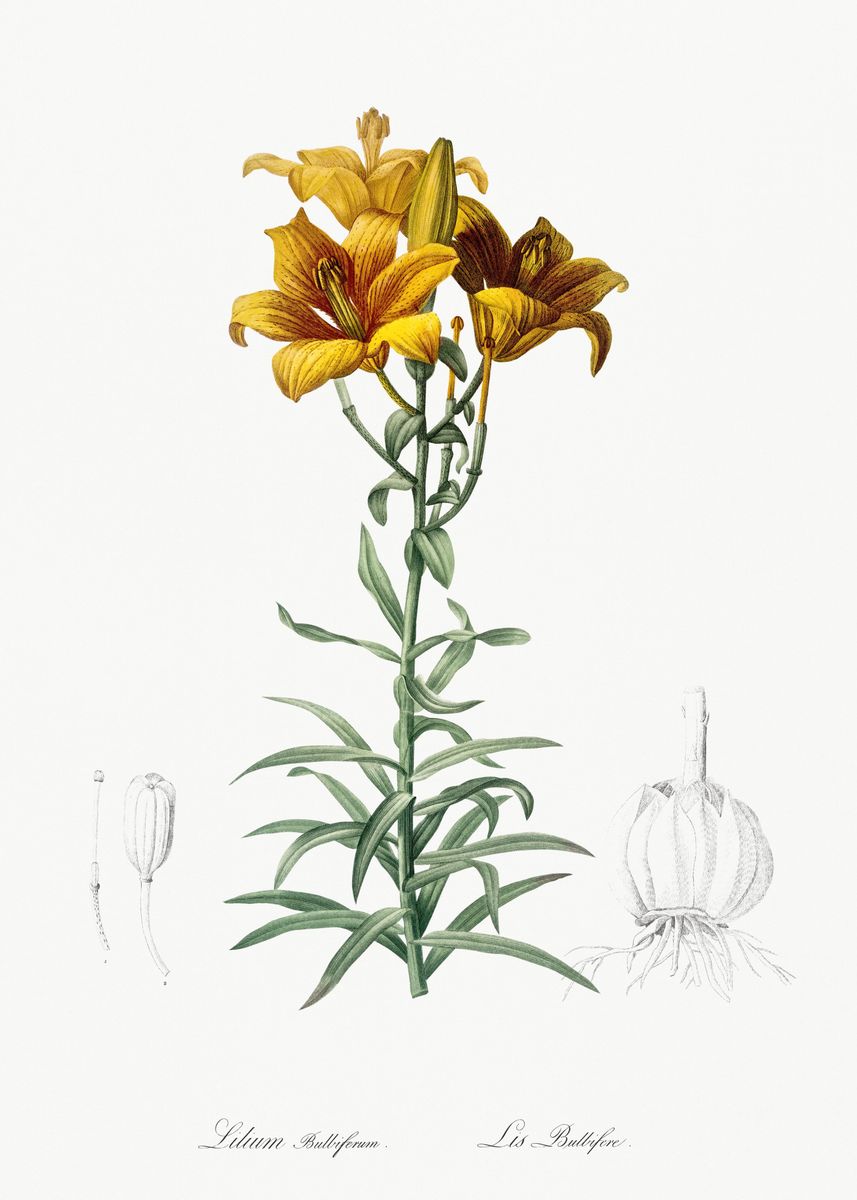 'Fire Lily Illustration Fro' Poster, picture, metal print, paint by ...
