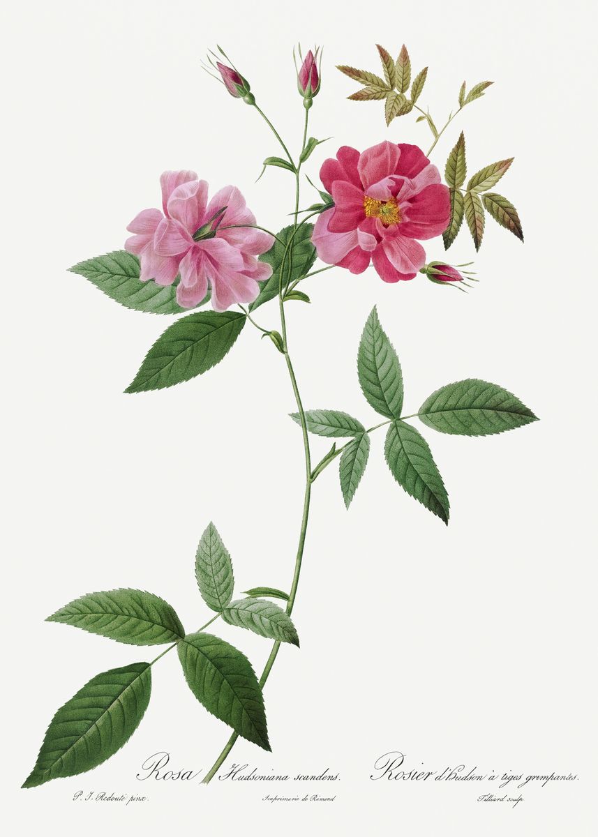 'Les Roses 1824 HQ Original' Poster, picture, metal print, paint by ...