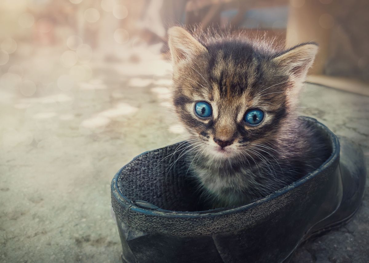 'hidden kitty' Poster by PsychoShadow | Displate