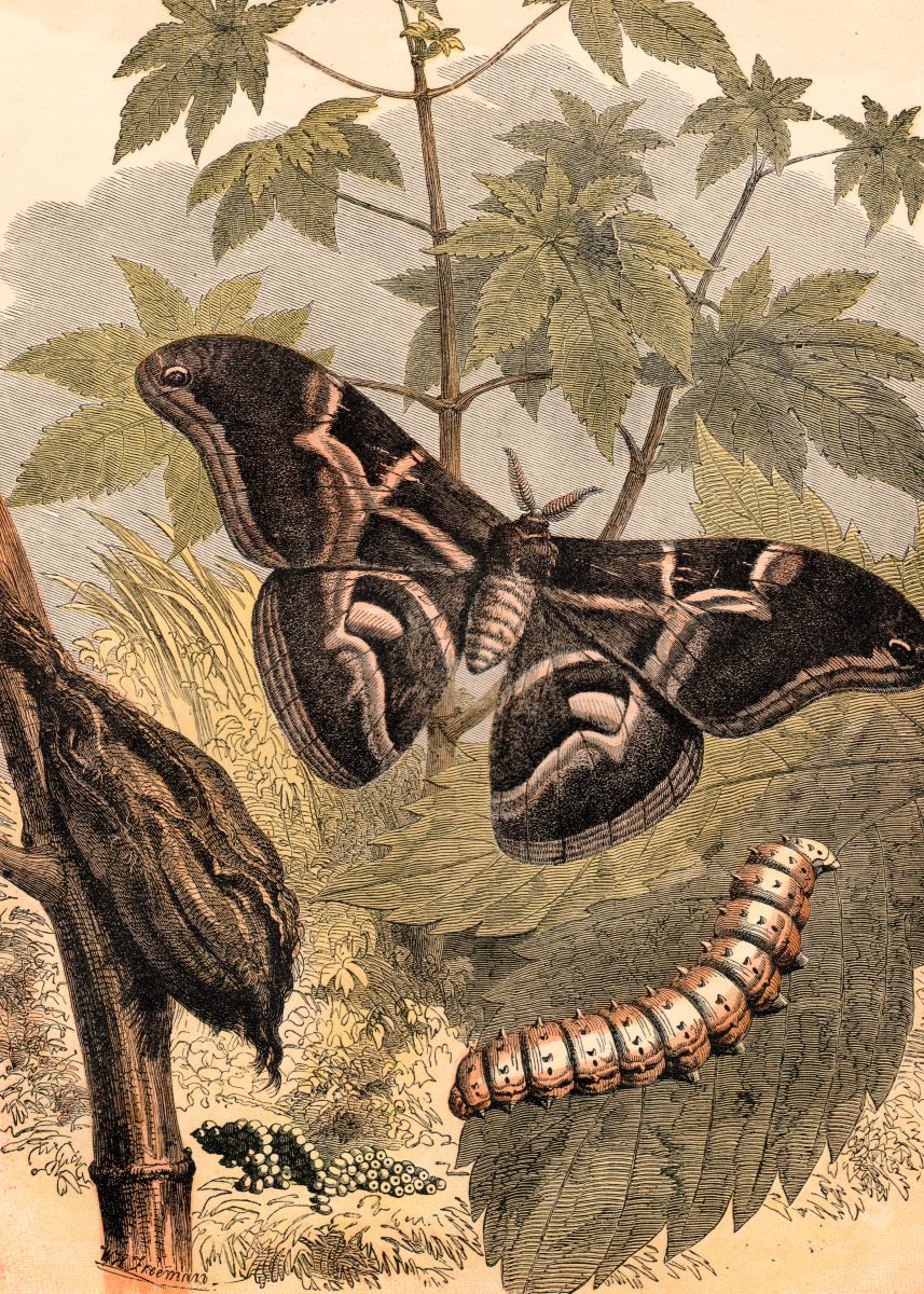 'Metamorphosis' Poster, picture, metal print, paint by Matthew Stuckey ...