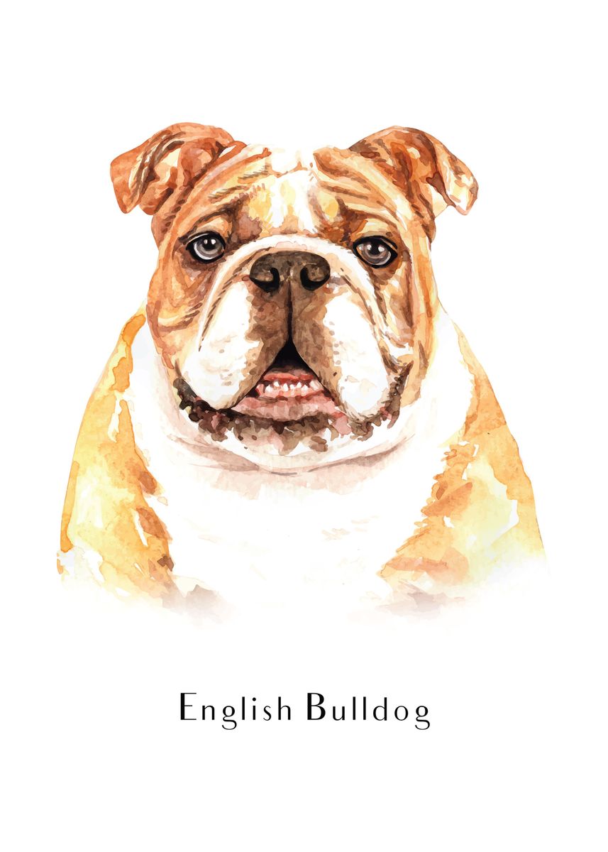 'English Bulldog' Poster, picture, metal print, paint by Overstyle ...