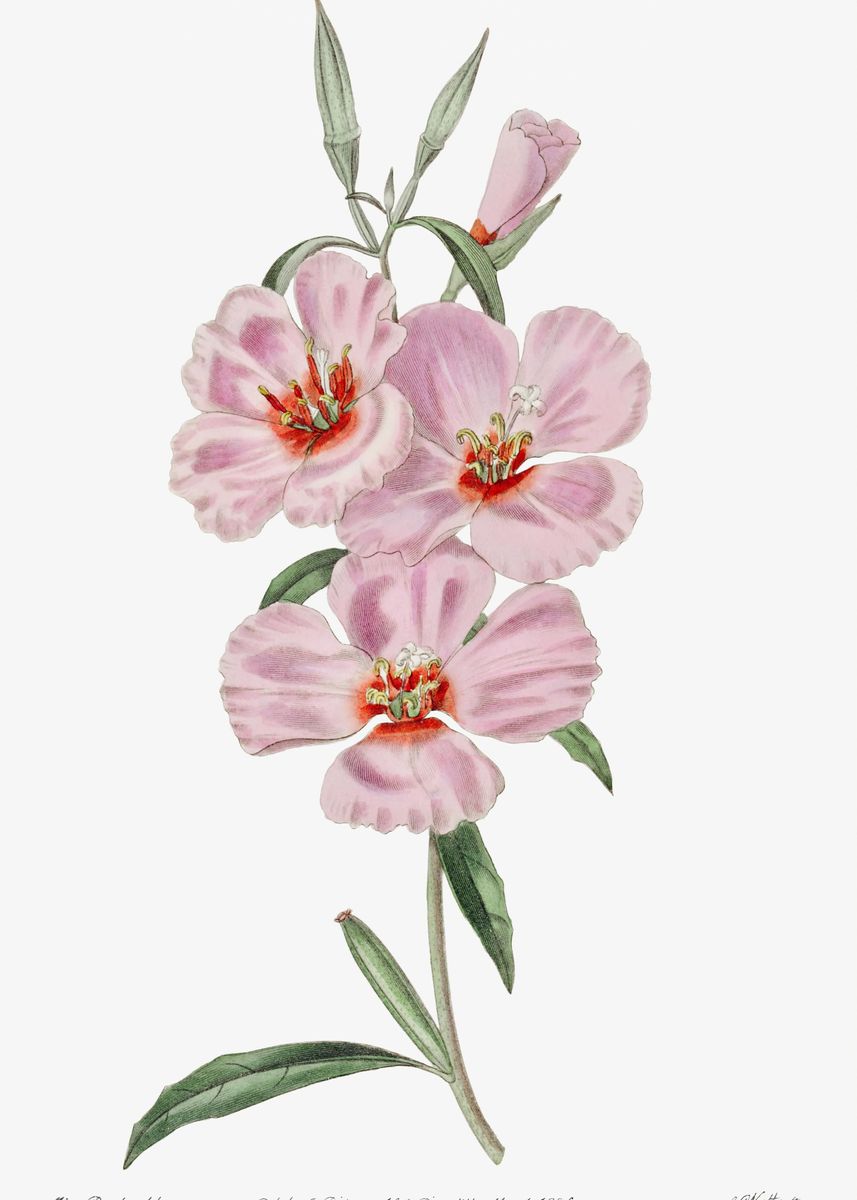 'Pink Hibiscus Poster' Poster by This Is Earth | Displate