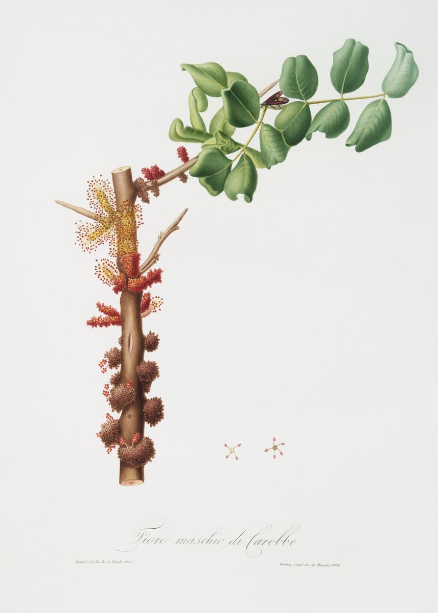 'Carob Flower Ceratonia Sil' Poster by This Is Earth | Displate