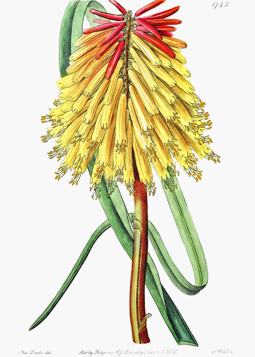 'Red Hot Poker Flower Poste' Poster by This Is Earth | Displate