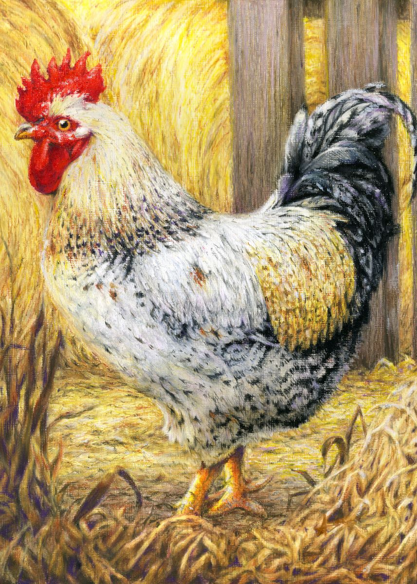 'The Barn Rooster' Poster, picture, metal print, paint by Amanda Diehl ...