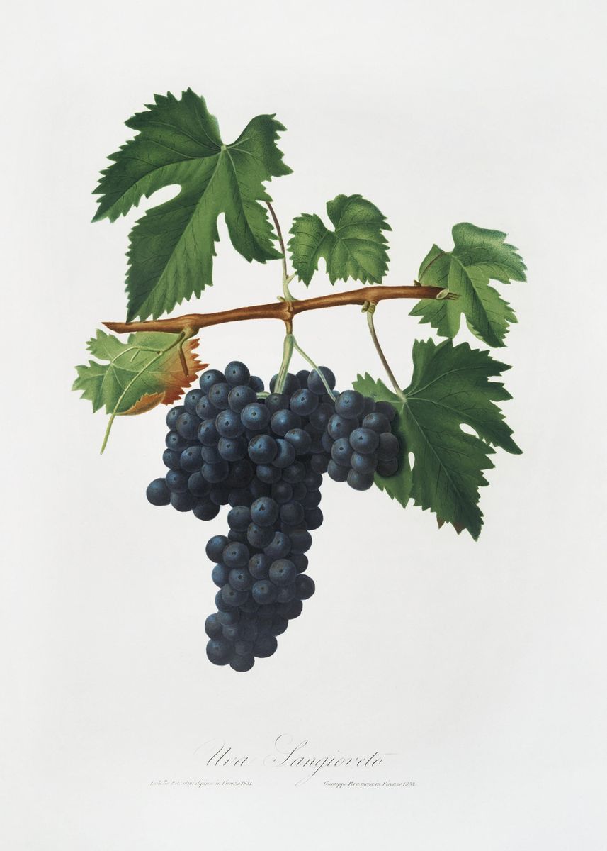 'Lacrima Grapes Vitis Vinif' Poster, picture, metal print, paint by ...