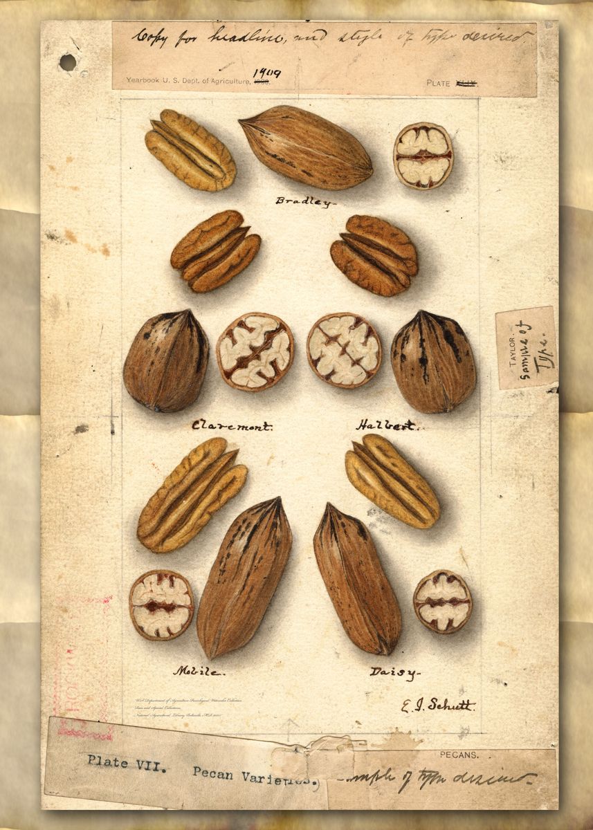 'Variations of pecan nuts' Poster, picture, metal print, paint by ...