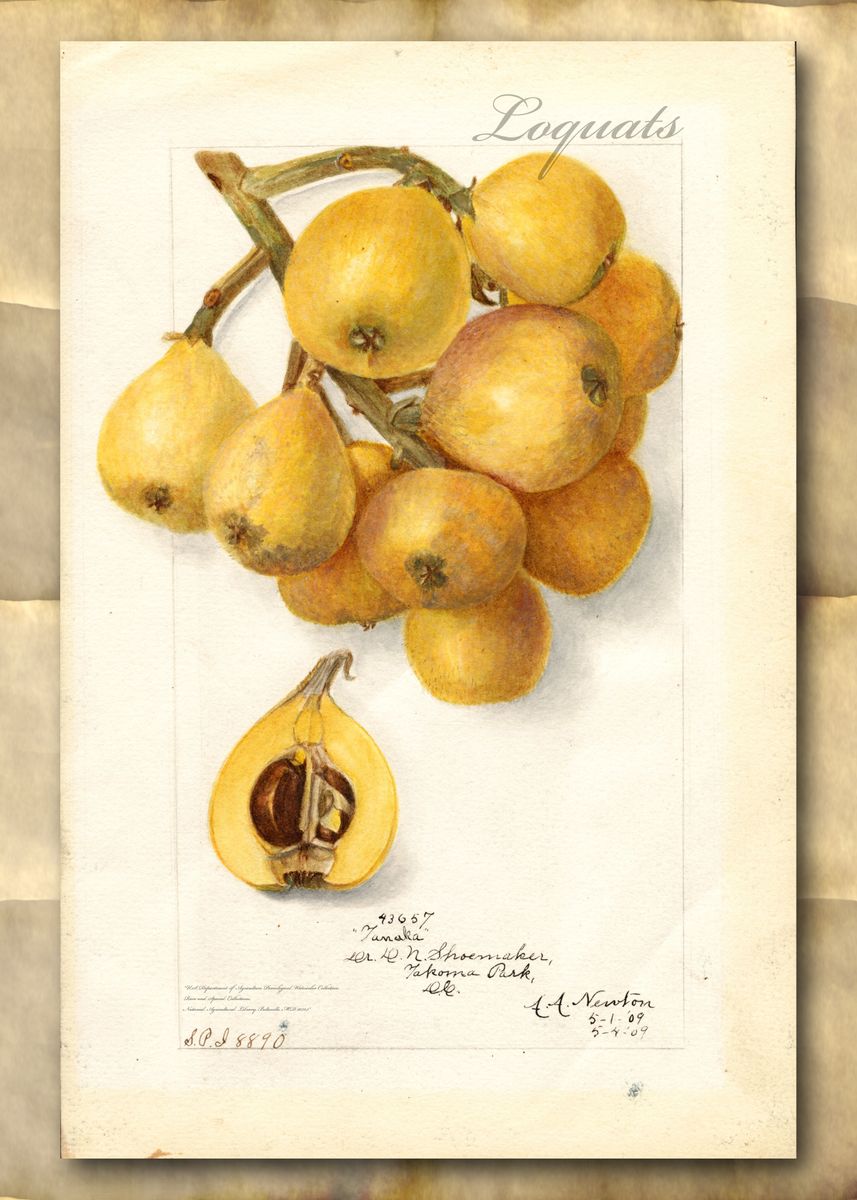 'Loquats watercolor' Poster by | Displate