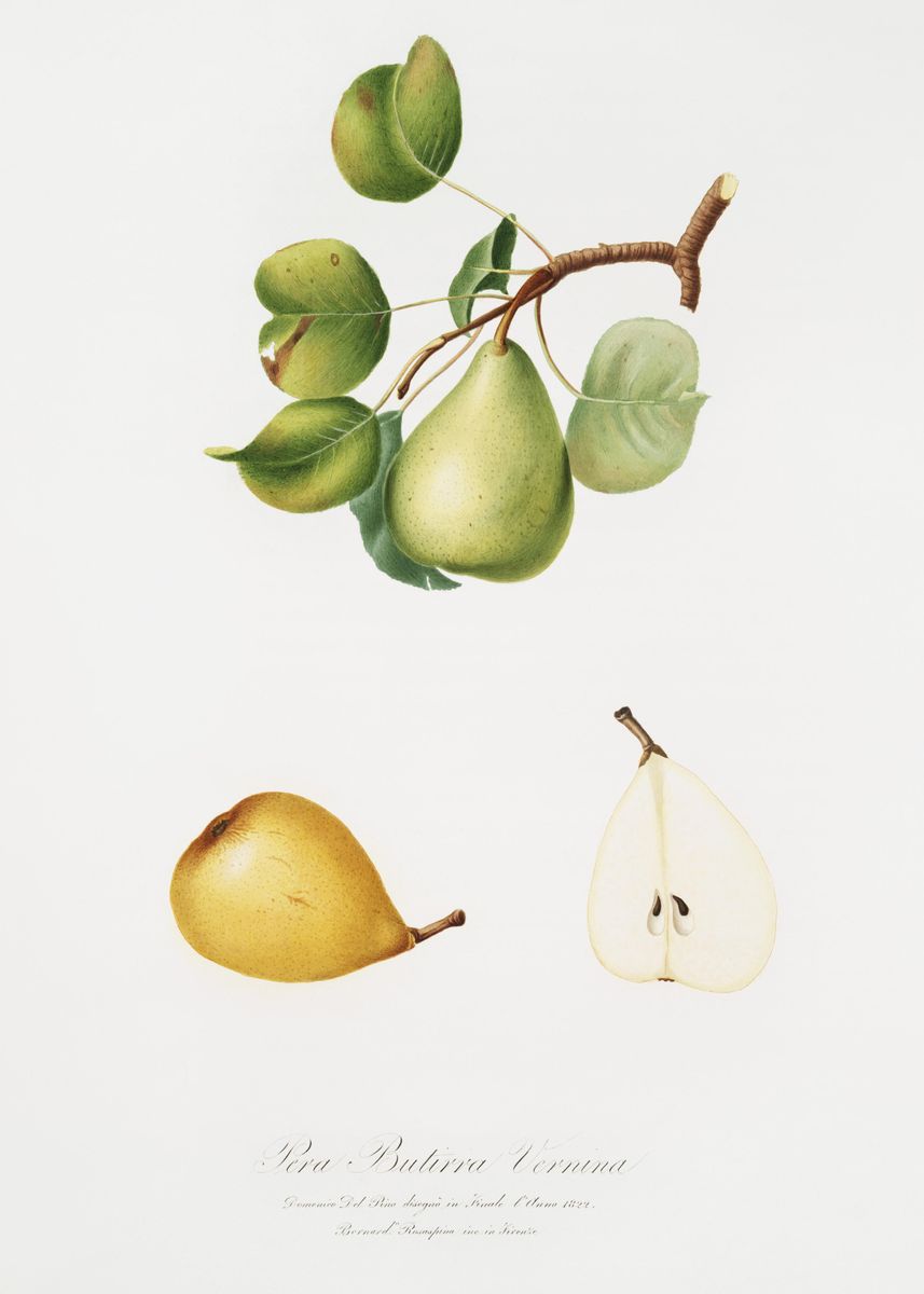 'Pear Pyrus Luisa From Pomo' Poster, picture, metal print, paint by ...