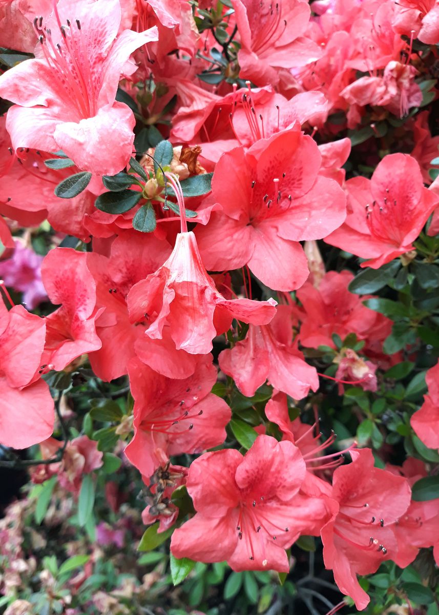 'Azalea tree' Poster, picture, metal print, paint by Edy Art Space ...